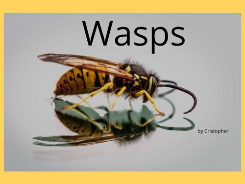 Book Creator | Wasps