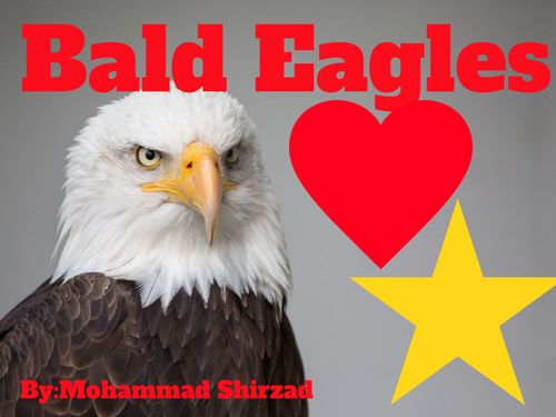 Book Creator | Bald Eagles
