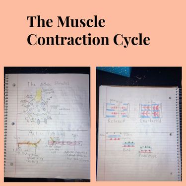 Book Creator | Muscle Contraction Cycle