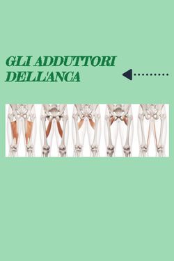 Book Creator | MUSCOLI ADDUTTORI DELL'ANCA