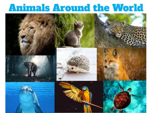 Book Creator | Animals Around the World