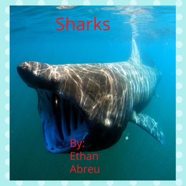 Book Creator | Shark