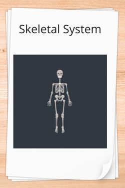 Book Creator | Skeletal System