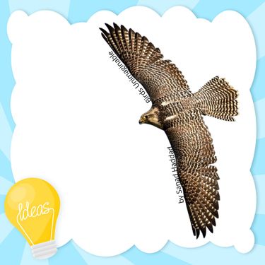 Book Creator | Birds Unimaginable