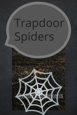 Book Creator | Trapdoor spiders