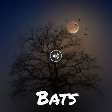 Book Creator | Bats
