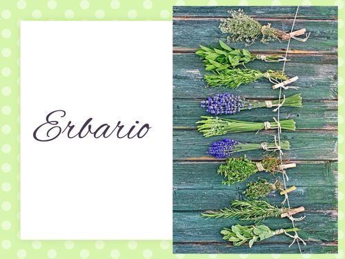 Book Creator | Il mio erbario