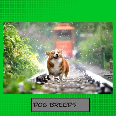 Book Creator | (copy) Dog Breeds