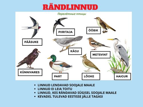 Book Creator | RÄNDLINNUD