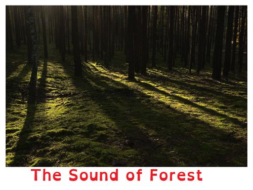 Book Creator | The sound of the forest