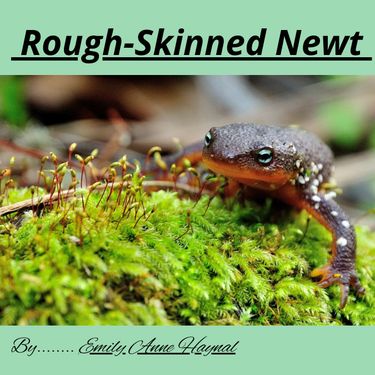 Book Creator | Rough-Skinned Newts.