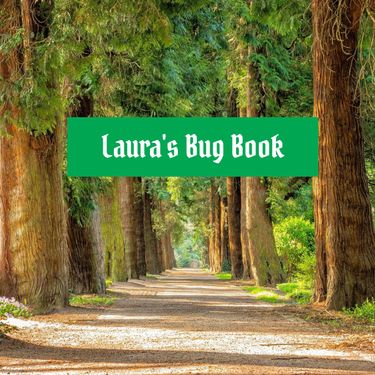 Book Creator | Laura's Bug Book