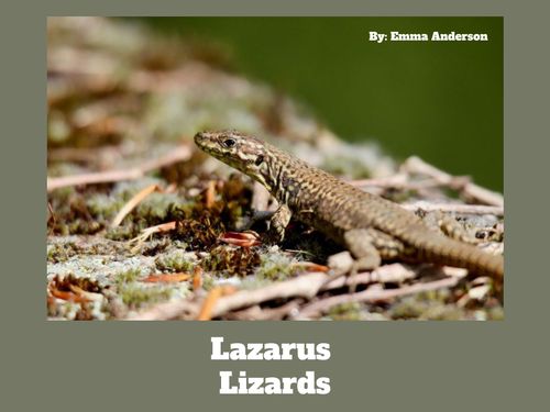 Book Creator | Lazarus Lizards