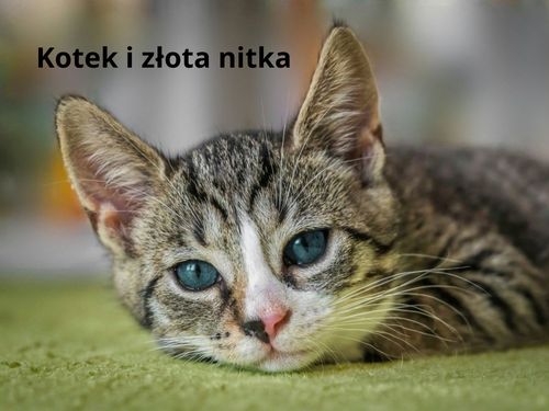 Book Creator | kotek