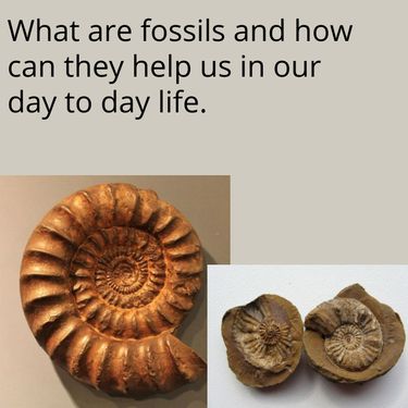 Book Creator | Fascinating fossil facts