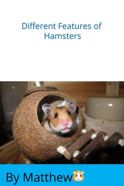 Book Creator | Hamster