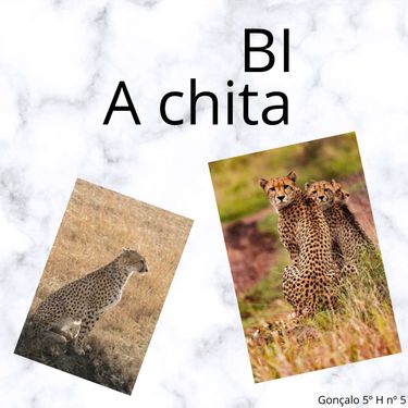 Book Creator | BI Animal