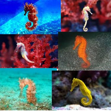 Book Creator | CABALLITO DE MAR