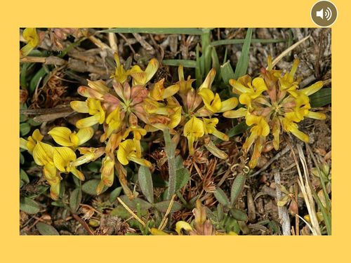 Book Creator | listia