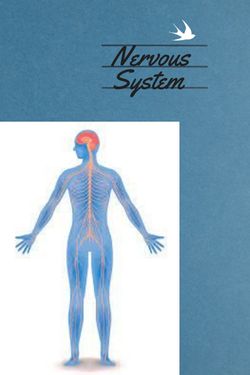 Book Creator | Nervous System