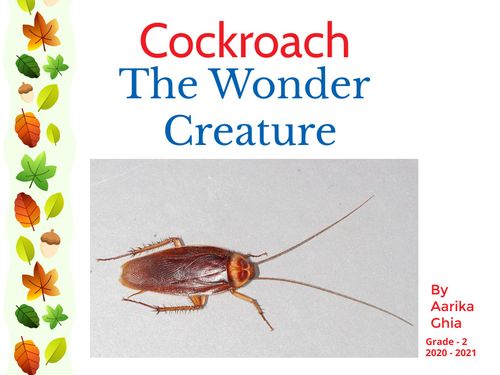 Book Creator | copy of Cockroach - The Wonder Creature