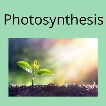 Book Creator | Photosynthesis