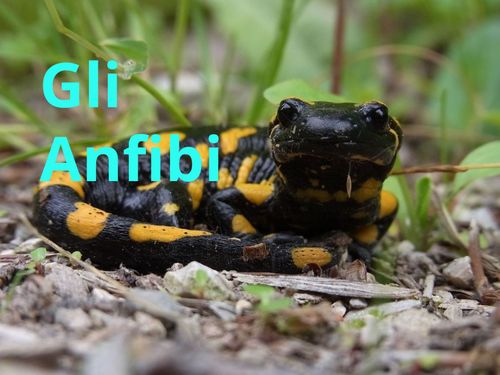 Book Creator | Anfibi