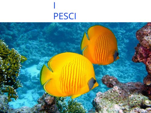 Book Creator | Pesci