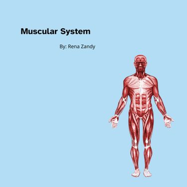 Book Creator | Muscular System