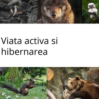 Book Creator | viata activa si hibernarea