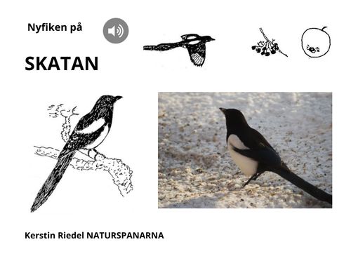 Book Creator | Skatan