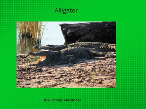 Book Creator | Alligators