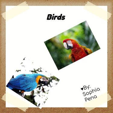 Book Creator | Birds