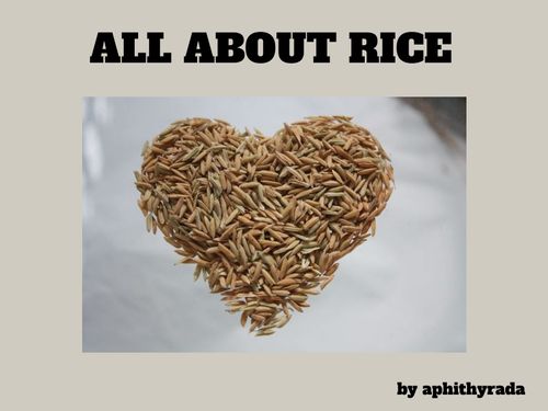 Book Creator | All About Book Rice