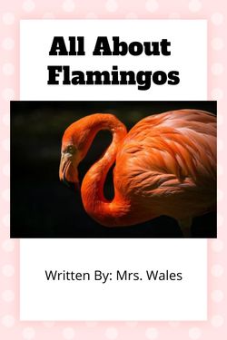 Book Creator | All About Flamingos