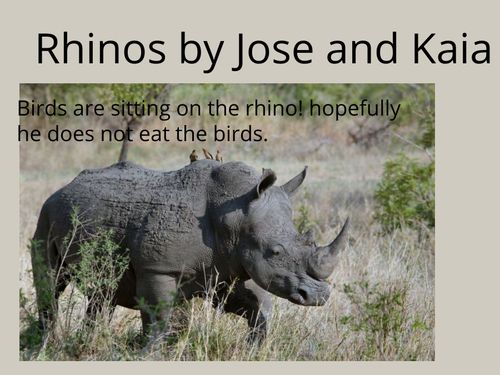 Book Creator | Rhinos