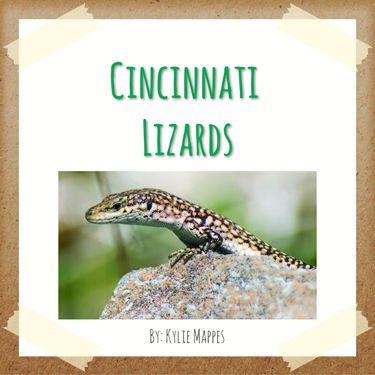 Book Creator | Cincinnati Lizards