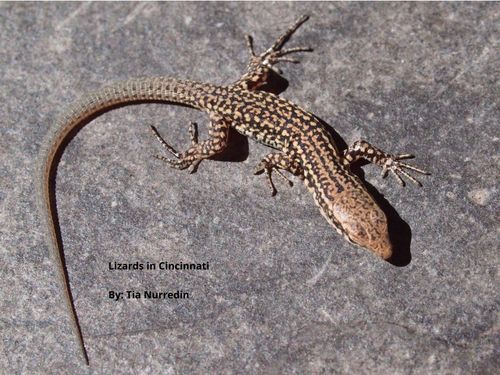Book Creator | Lizards In Cincinnati