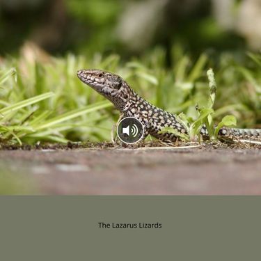 Book Creator | The Lazarus Lizards
