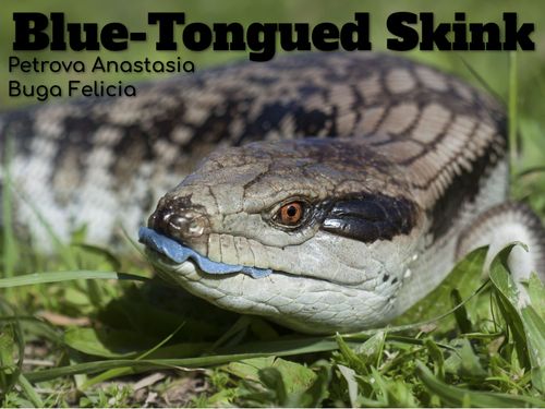 Book Creator | blue toungued skink