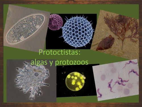 Book Creator | Reino Protoctistas