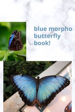 Book Creator | Blue Morpho Butterfly Book