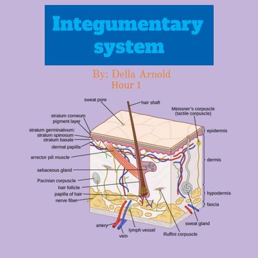 Book Creator | Integumentary System Book