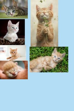 Book Creator | cute cats