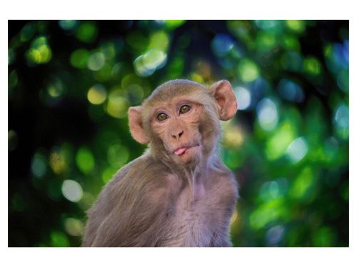 Book Creator | Never Smile at a Monkey