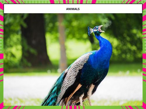 Book Creator | Animal