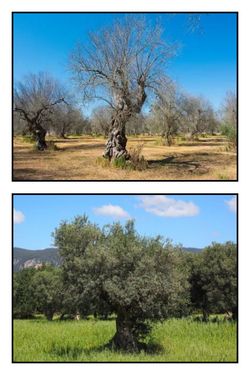 Book Creator | Jonathan,Davide,Mattia