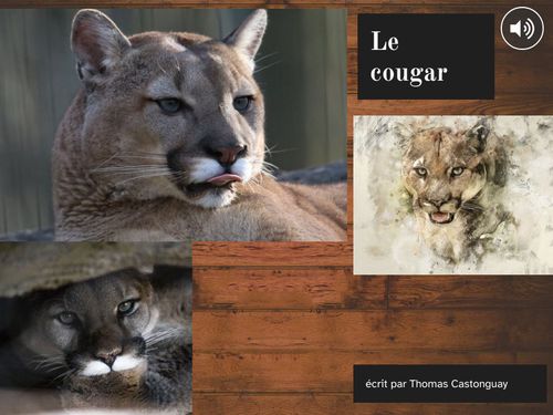 Book Creator | Le cougar