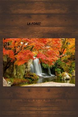 Book Creator | la foret et l'humanité