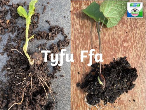 Book Creator | Tyfu Ffa 2025